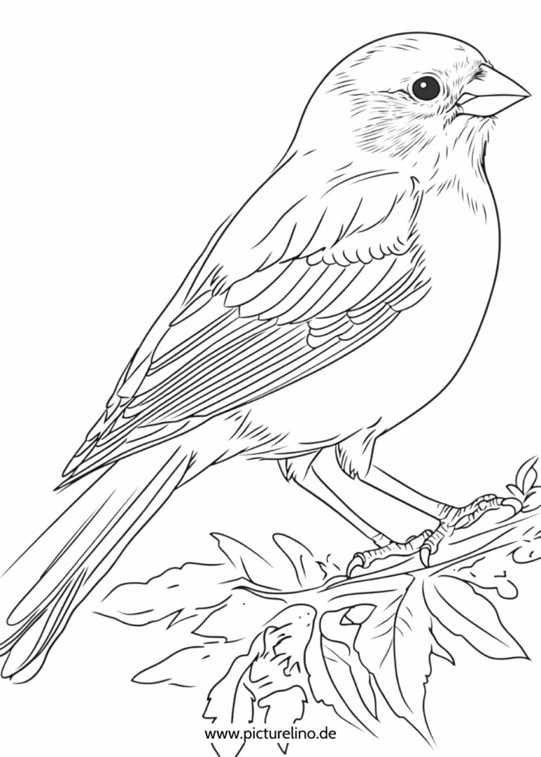Ausmalbild Spatz: Kreative Vorlagen zum Drucken